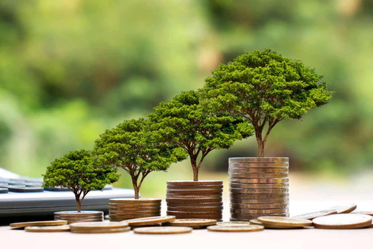 Seed Capital - Investing in Forestry